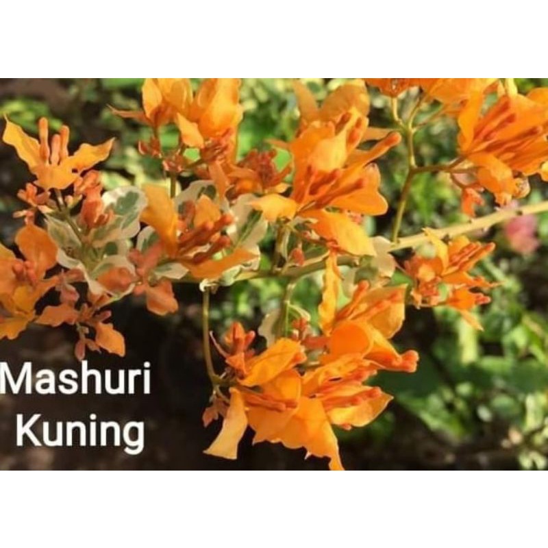 Jual mashuri kuning | Shopee Indonesia