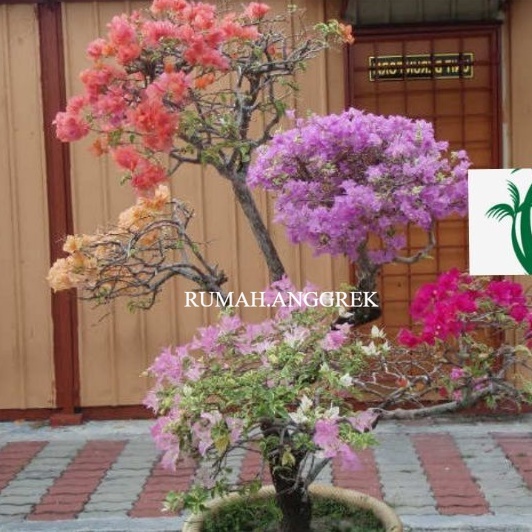 Jual PROMO!!TANAMAN HIAS BUGENVIL BUNGA KERTAS//5 WARNA LANGKA-Bunga ...