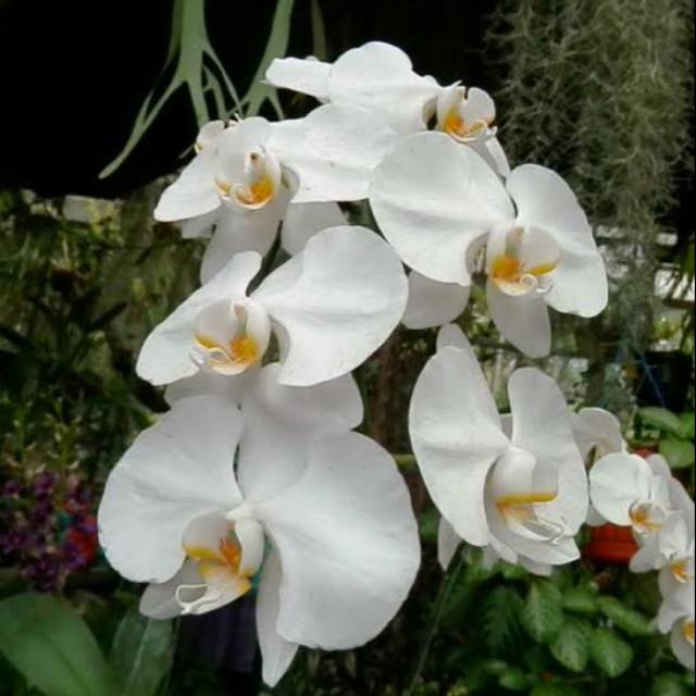 Jual ANGGREK BULAN JUMBO BAMBINO ALBINO-Sudah Spike/Knop BUNGA MEKAR ...