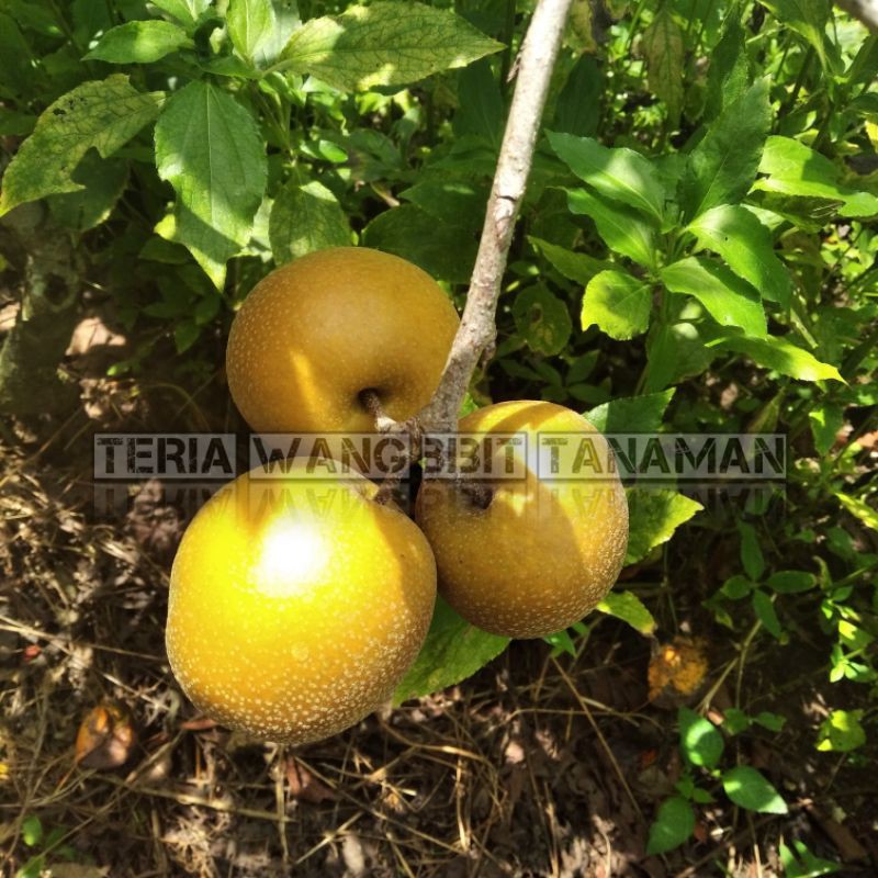Jual Tanaman Pir Coklat per asia | Shopee Indonesia