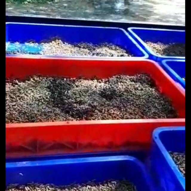 Jual Bibit MAGGOT / Lalat BSF Super | Shopee Indonesia