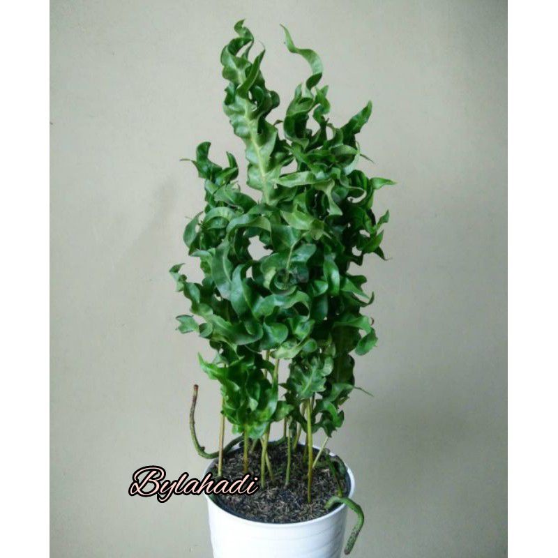 Jual Pakis kadaka / Lidah api | Shopee Indonesia