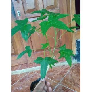 Jual Daun Gedi Terlengkap & Harga Terbaru Juli 2024 | Shopee Indonesia