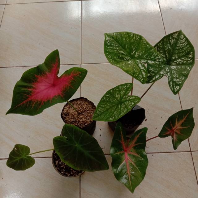 Jual Paket 4 tanaman hias pohon keladi | Shopee Indonesia Jual Paket 4 tanaman hias pohon keladi | Shopee Indonesia