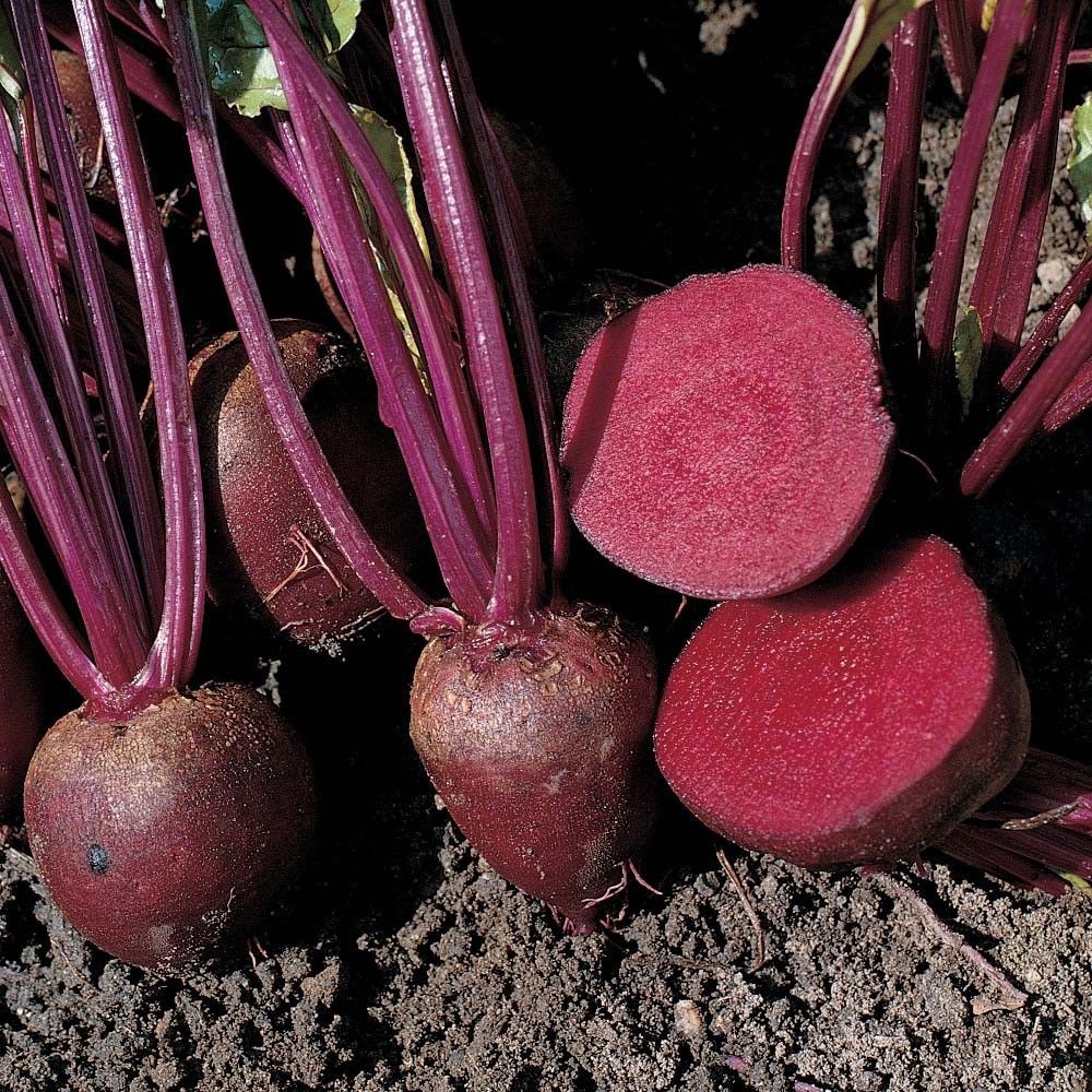 Jual Beetroot Pablo F1 10 Biji (Benih Biji Bibit Tanaman Sayur Sayuran ...