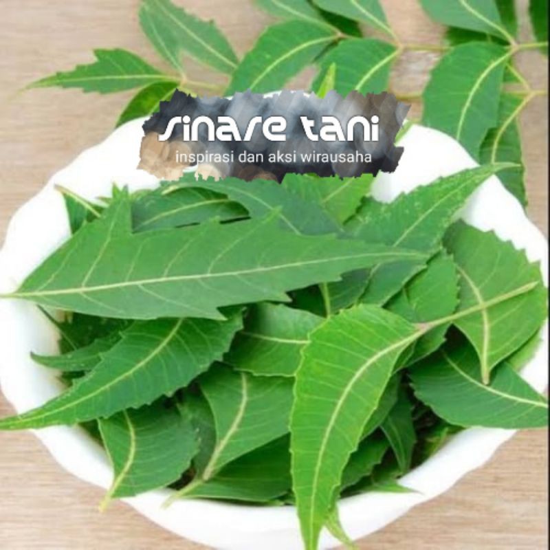 Jual daun Mindi/mimba segar 250 gr | Shopee Indonesia