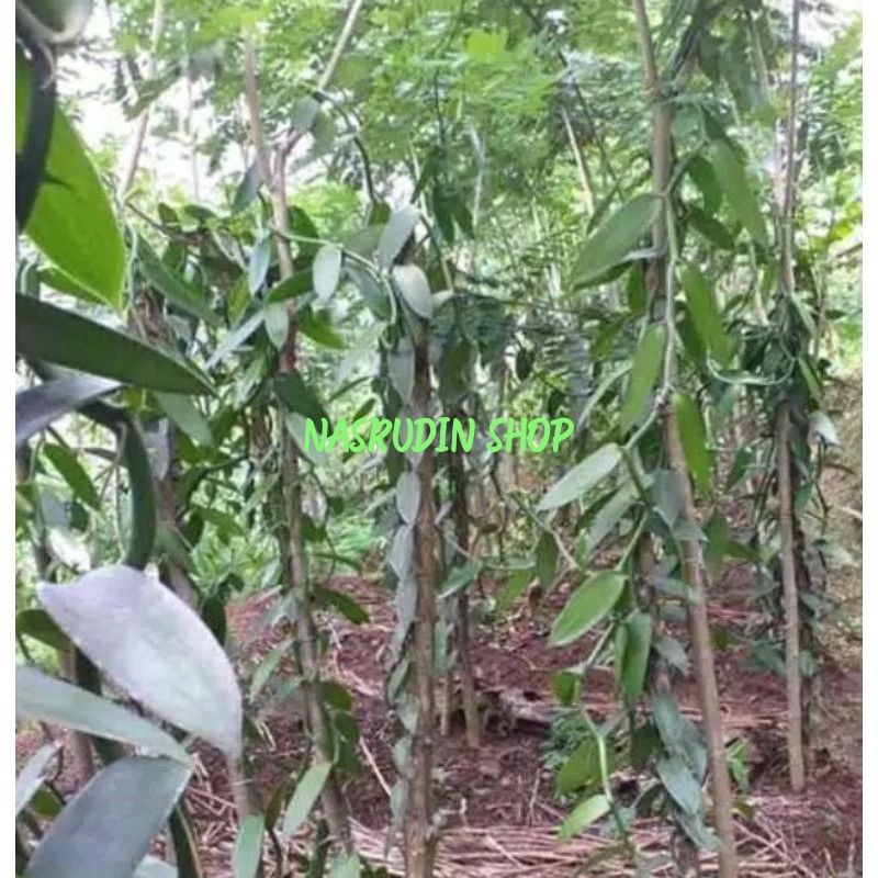 Jual BIBIT VANILI PLANIFOLIA 1 METER / BIBIT STEK PANILI UNGGUL SIAP ...