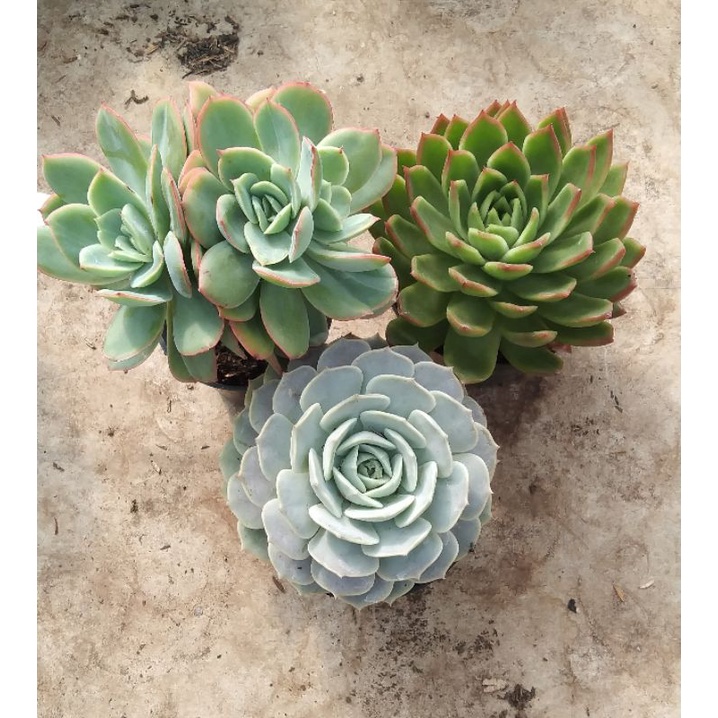 Jual paket tanaman hias sukulen echeveria isi 3 pot | Shopee Indonesia