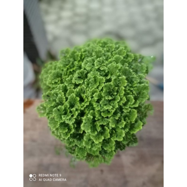 Jual tanaman hias papua grass/rumput papua | Shopee Indonesia