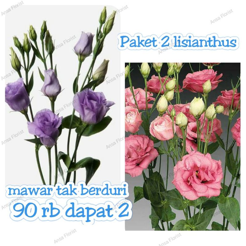 Jual Paket 2 bunga lisianthus (Si mawar tak berduri) | Shopee Indonesia