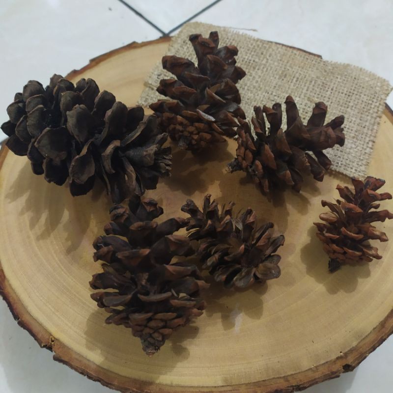 Jual pinus kering bunga pinus biji pohon cemara kering bunga pinus ...