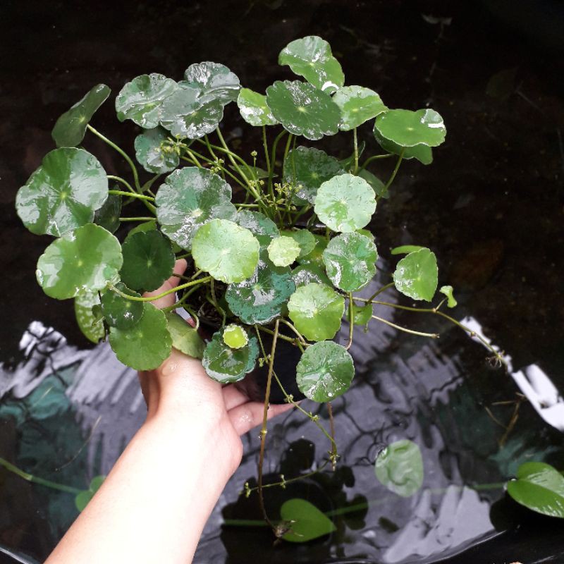 Jual Pegagan Antanan Centella Asiatica Aquatic Plant | Shopee Indonesia