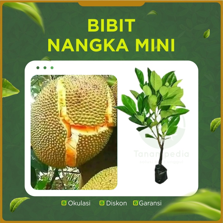 Jual Bibit Nangka Mini Bisa Tumbuh Berbuah Dalam Pot / Benih Nangka ...
