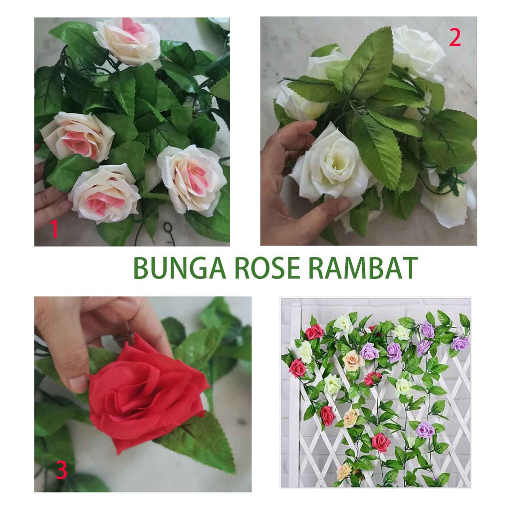 Jual TANAMAN RAMBAT BUNGA ROSE /MAWAR | Shopee Indonesia