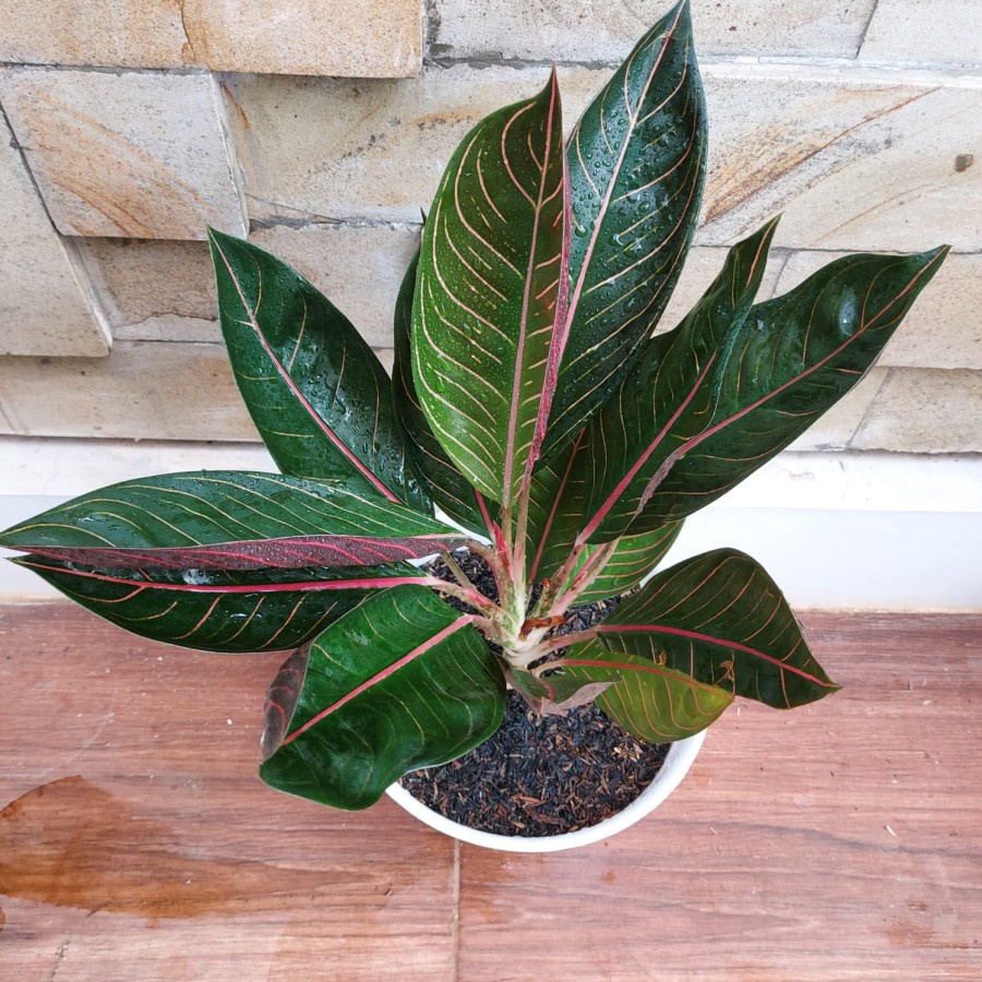 Jual Tanaman Hias/Tanaman Daun/Aglonema Pride Of Sumatera Rimbun DI ...