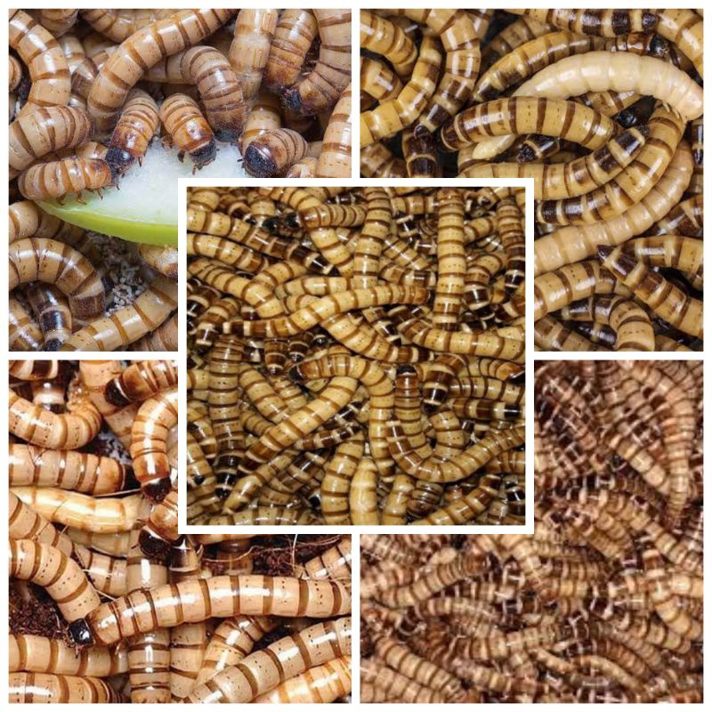 Jual Ulat Jerman Hidup - Makanan Ikan Predator Burung Paling Disukai ...