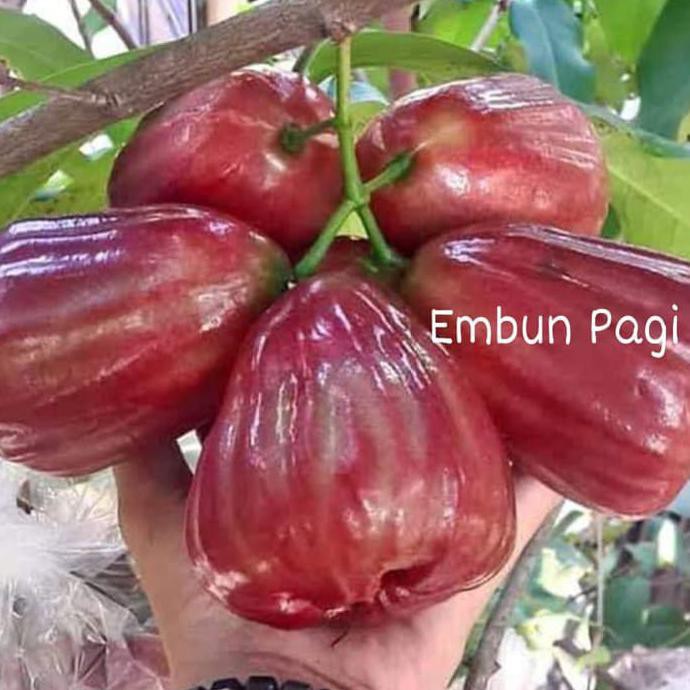 Jual jambu air citra | Shopee Indonesia