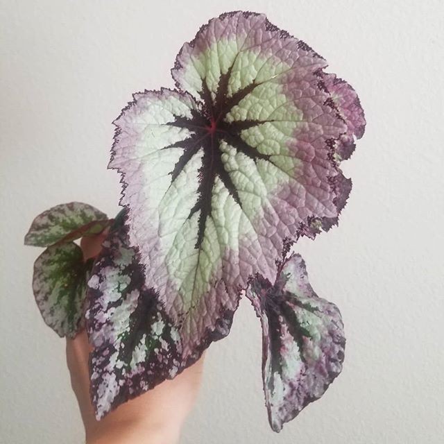 Jual Bunga Begonia - Begonia Rex Retro - Daun Begonia Retro - Begonia ...