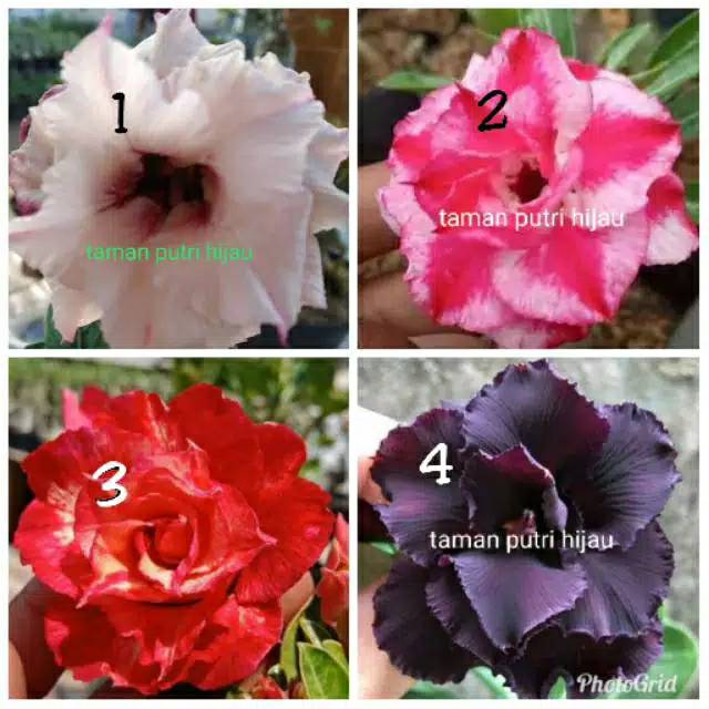 Jual PROMO..!!Paket 4 jenis tanaman hias kamboja japanese adenium bunga ...