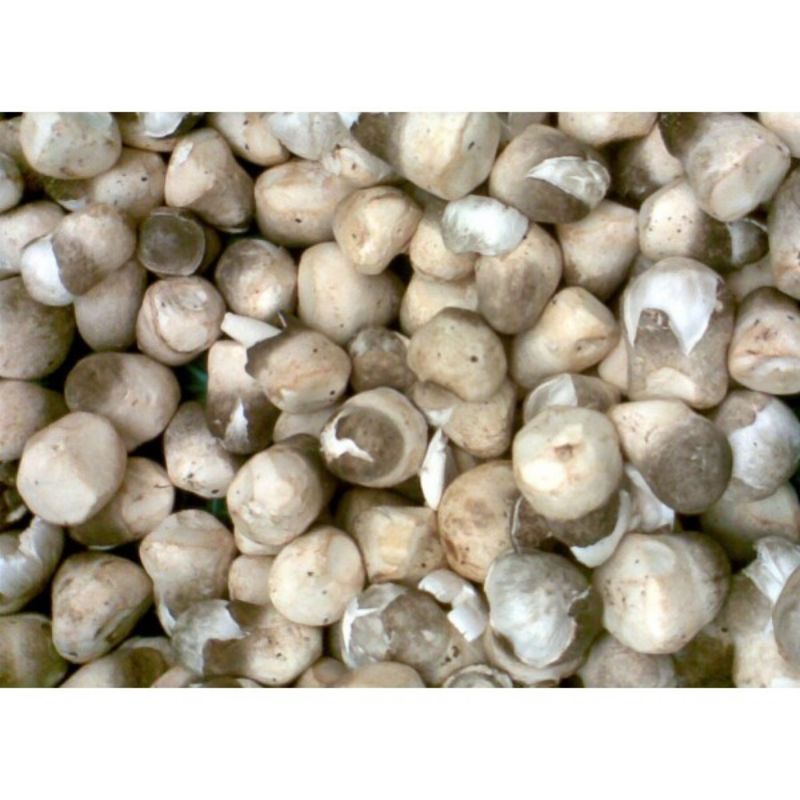 Jual Jamur bulat - 250 gram | Shopee Indonesia
