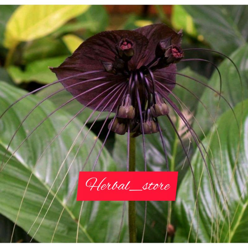 Jual Bunga tacca - kelalawar hitam - tacca unik dan cantik | Shopee ...