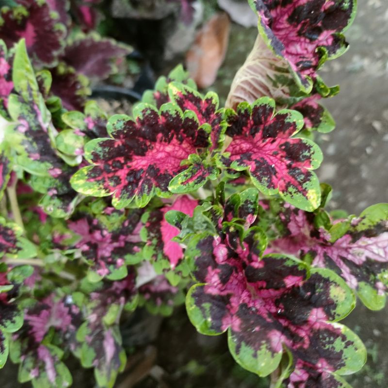 Jual Miana atau Iler gelombang pink berakar (khusus P. Jawa dan Bali ...