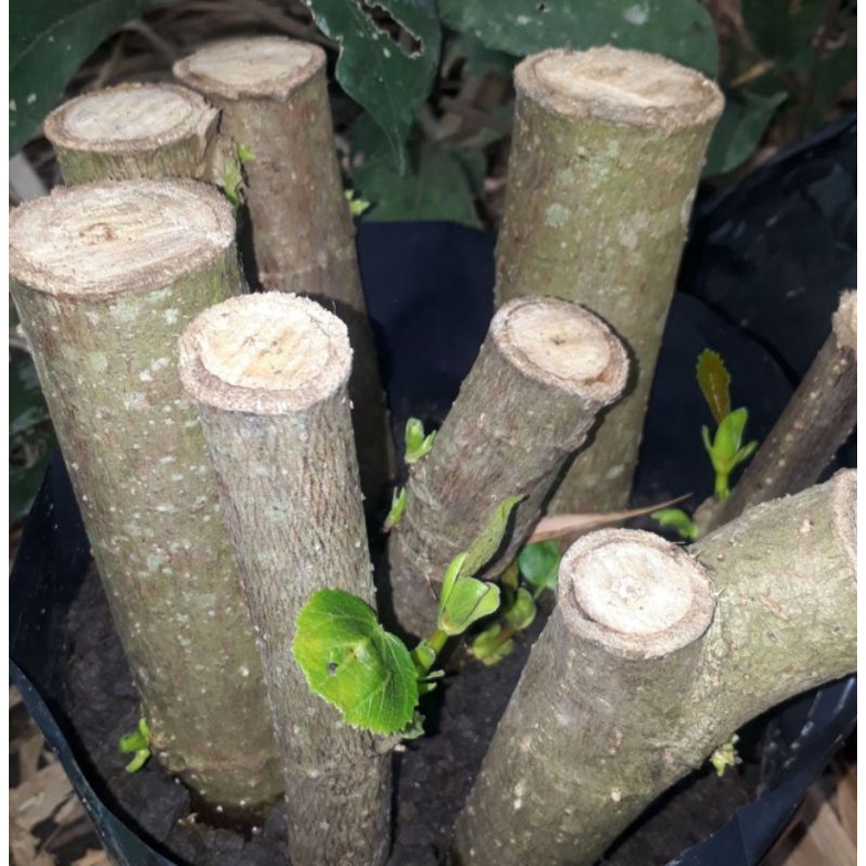 Jual jual setek pohon waru pr 5 potong | Shopee Indonesia