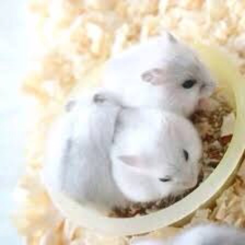 Jual Hamster Winter White Pearl Black Line | Shopee Indonesia