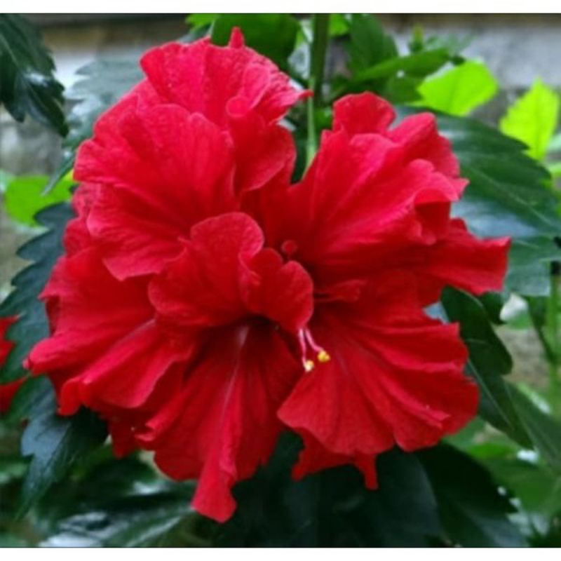 Jual Bibit Bunga Hibiscus Kembang Sepatu Double Red | Shopee Indonesia