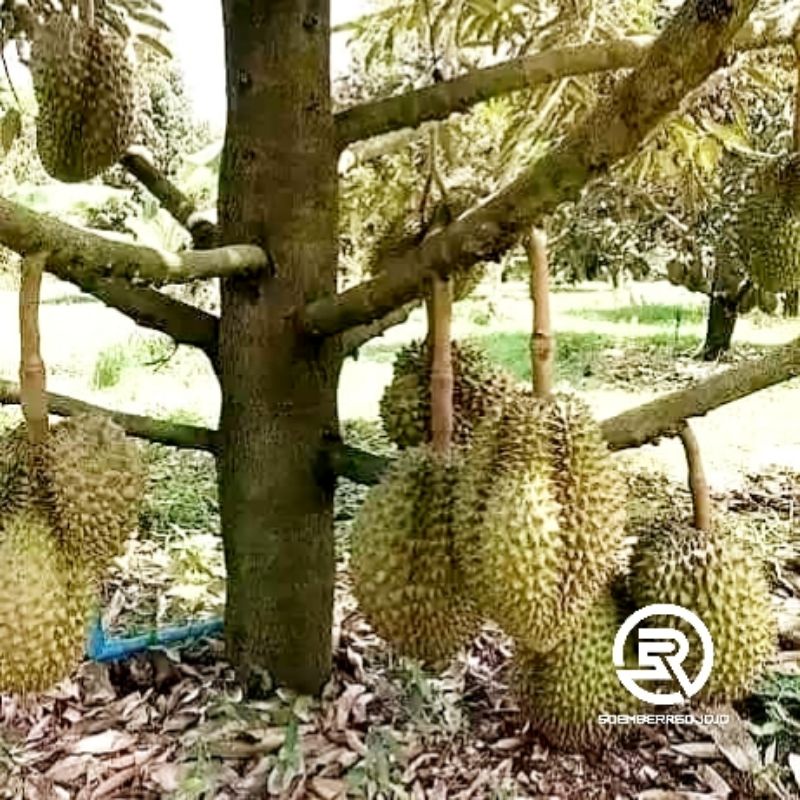 Jual Bibit Durian Bawor Super Jumbo Tinggi 40-65 cm | Shopee Indonesia