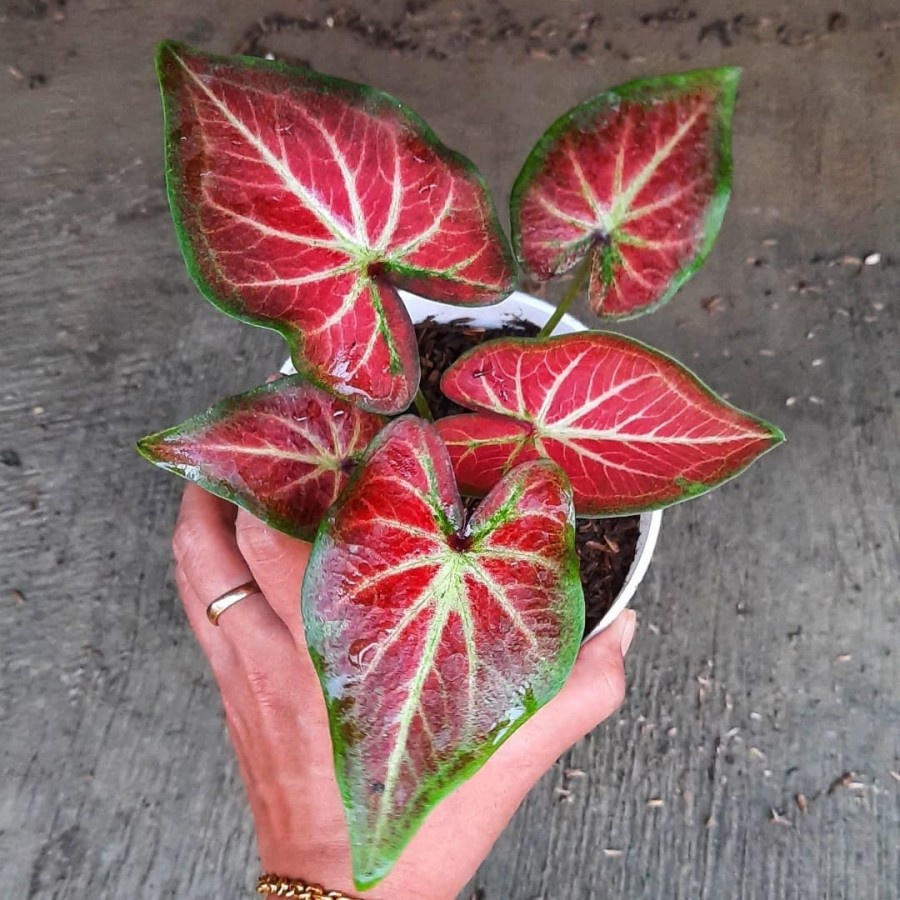Jual Tanaman Hias Caladium Rich of Thai / Keladi ROT | Shopee Indonesia