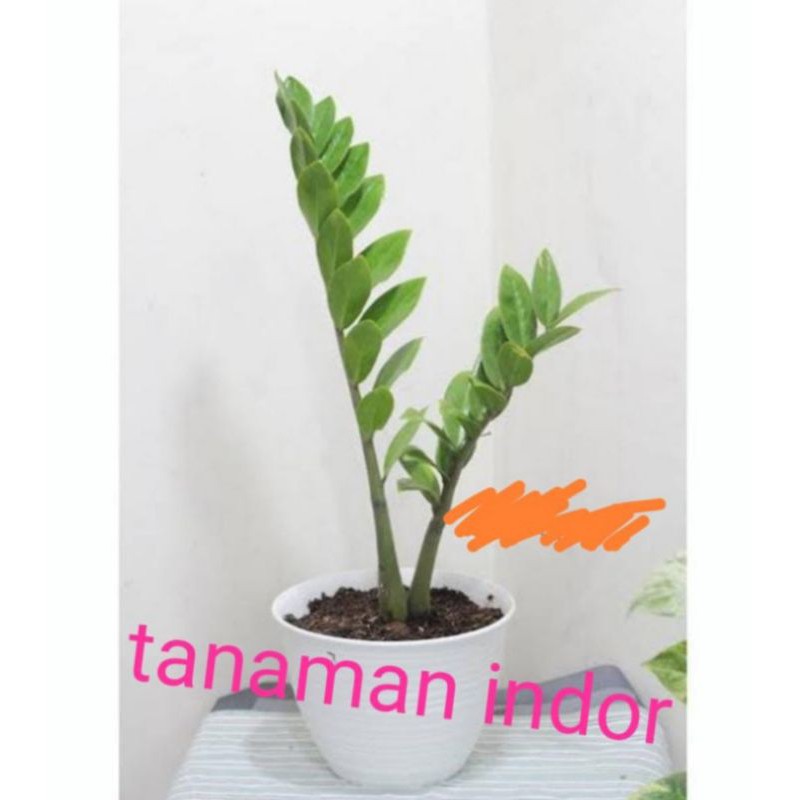 Jual tanaman indor samia kulkas | Shopee Indonesia