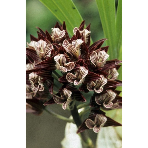 Jual Paket Anggrek Eria 4 plant dewasa ( 4 warna ) | Shopee Indonesia
