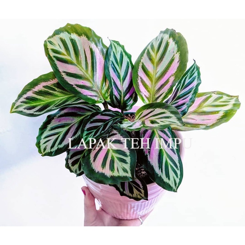 Jual Tanaman Hias Calathea - Bunga Calathea - Calathea Hidup - Tanaman ...