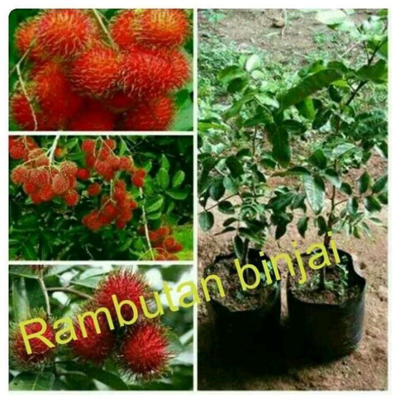 Jual bibit rambutan binjai benih pohon tanaman buah okulasi bisa untuk ...