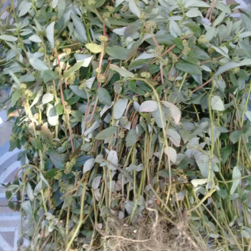 Jual Tanaman Patikan kebo segar 500gram | Shopee Indonesia