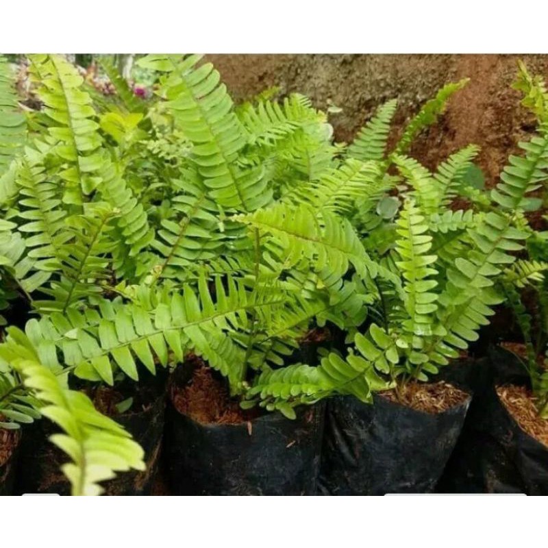 Jual pohon hias pakis kelabang. | Shopee Indonesia