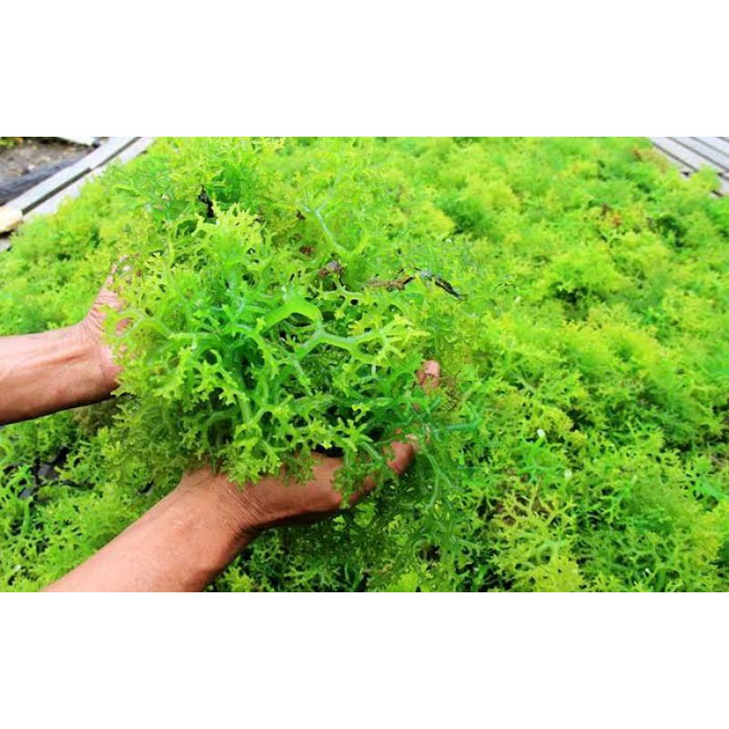 Jual RUMPUT LAUT BAHAN ES CAMPUR | Shopee Indonesia