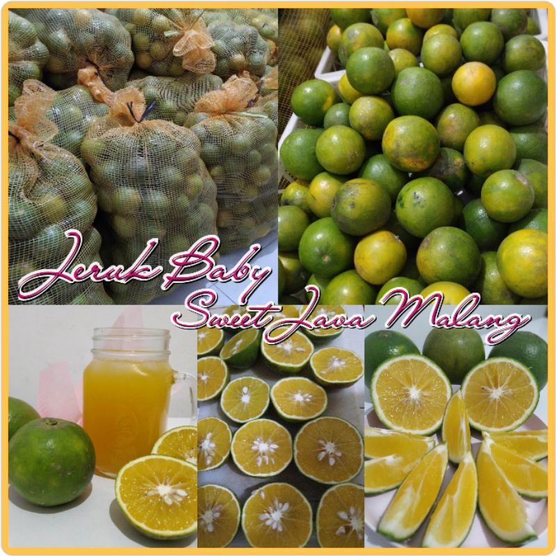 Jual Jeruk baby java malang 1kg | Shopee Indonesia