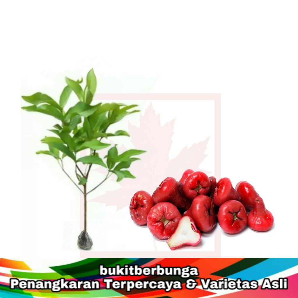 Jual Tanaman Buah Jambu Air Kancing | Shopee Indonesia