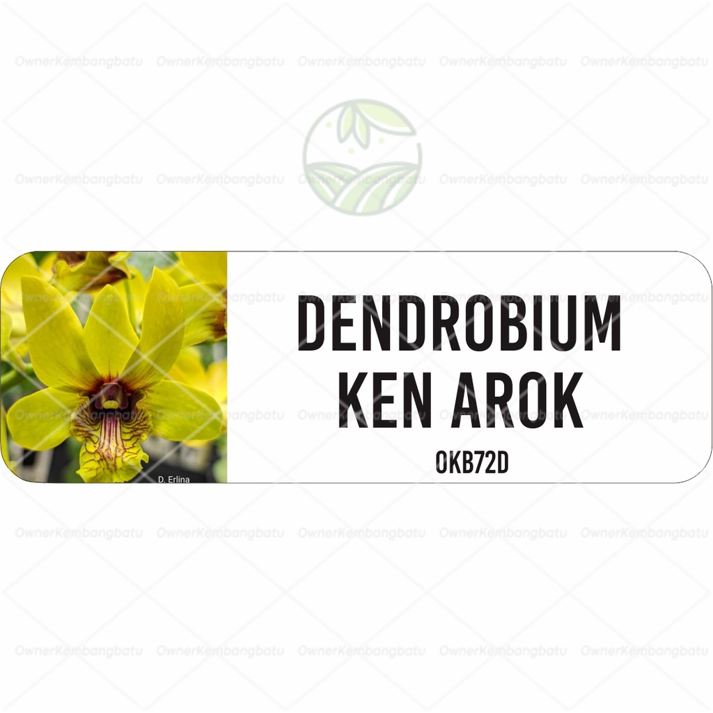 Jual Dendrobium Bunga Bulat Botolan Siap Tanam Tanaman Hias | Shopee ...