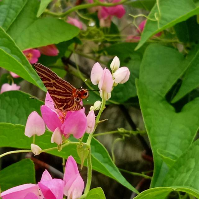 Jual 100 butir biji bunga air mata pengantin (AMP), Antigonon leptopus ...