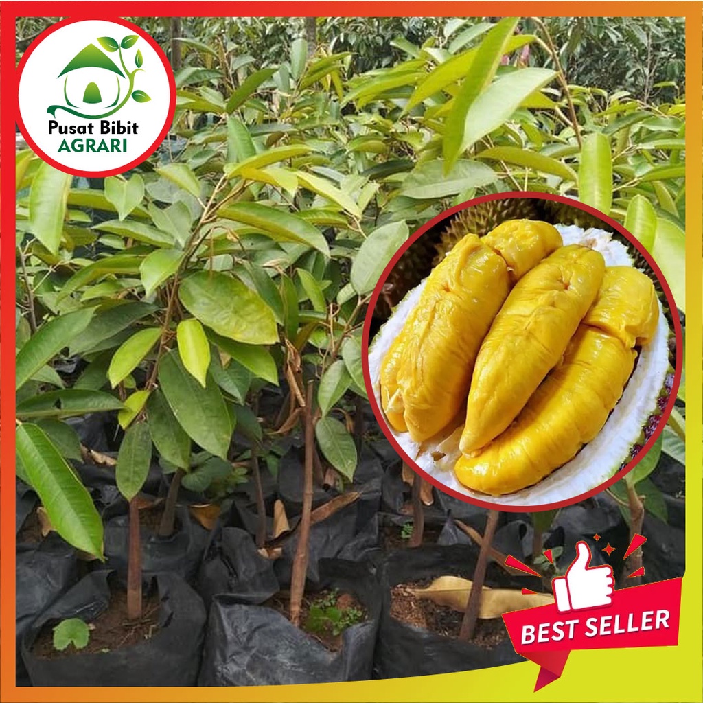 Jual Bibit Durian Bawor Asli Tanaman Buah Okulasi Jumbo Super Unggul Tabulampot Duren Pusat ...