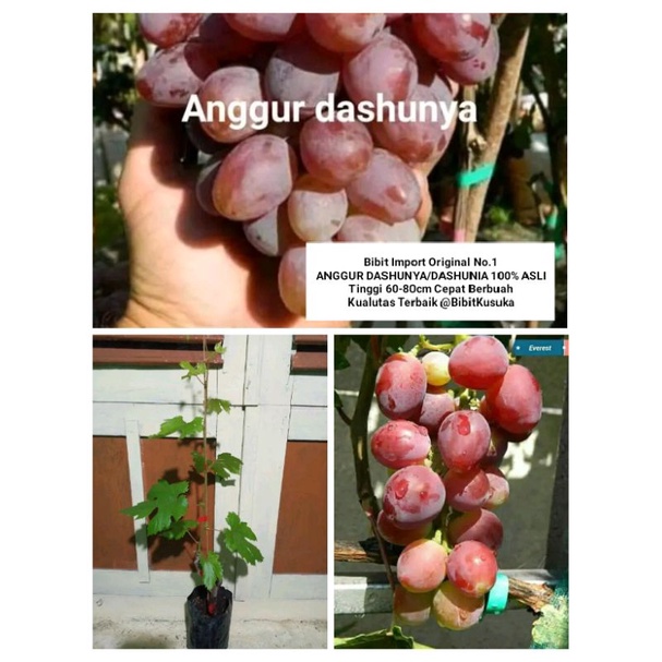 Jual Bibit Original Unggul Jenis Anggur Import DASHUNYA / DASHUNIA ...