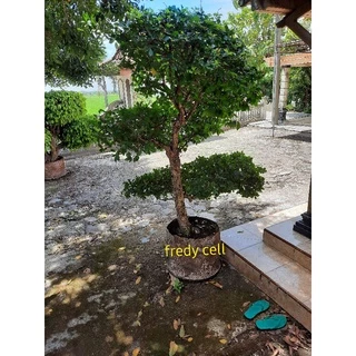 Jual Pohon Serut Terlengkap & Harga Terbaru Desember 2025 | Shopee ...