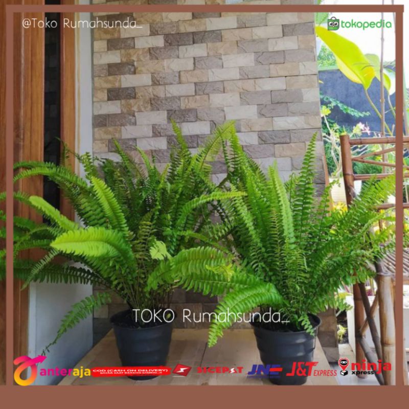 Jual TANAMAN PAKIS BOSTON - FERN HUTAN - TANAMAN PAKIS | Shopee Indonesia