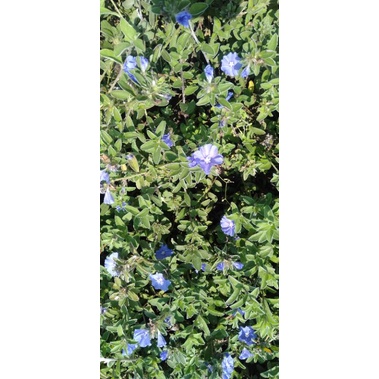 Jual Tanaman hias bunga baby blue eyes minim order 4 pohon | Shopee ...