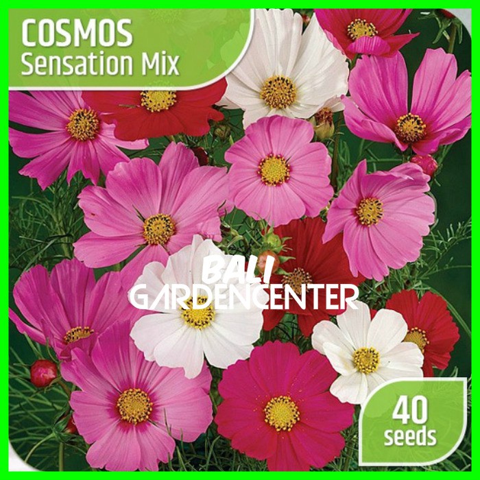 Jual Isi 40 Benih Biji Bunga Cosmos - Sensation Mix | Shopee Indonesia