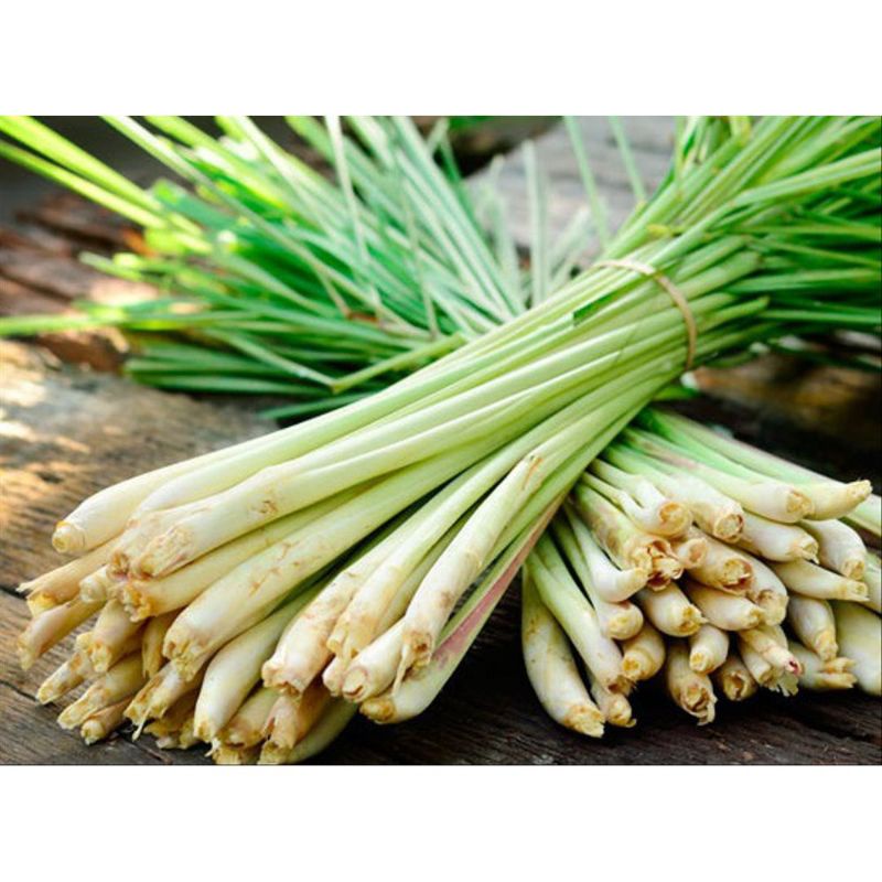 Jual sereh serai serei daun per 500gram bumbu penyedap rasa atau ...