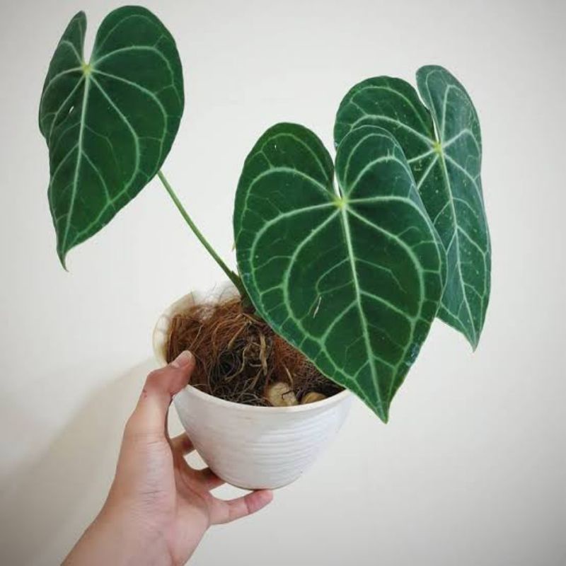 Jual Tanaman Hias Bunga Kuping Gajah/Anthurium Crystallinum Daun Besar ...